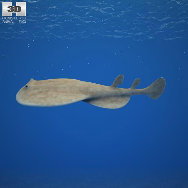 Pacific Electric Ray Low Poly 3D model - Download Fish on 3DModels.org