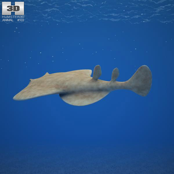 Pacific Electric Ray Low Poly 3D model - Download Fish on 3DModels.org