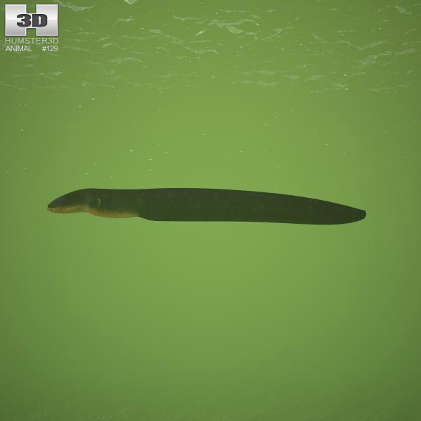Electric Eel Low Poly 3D model - Download Fish on 3DModels.org
