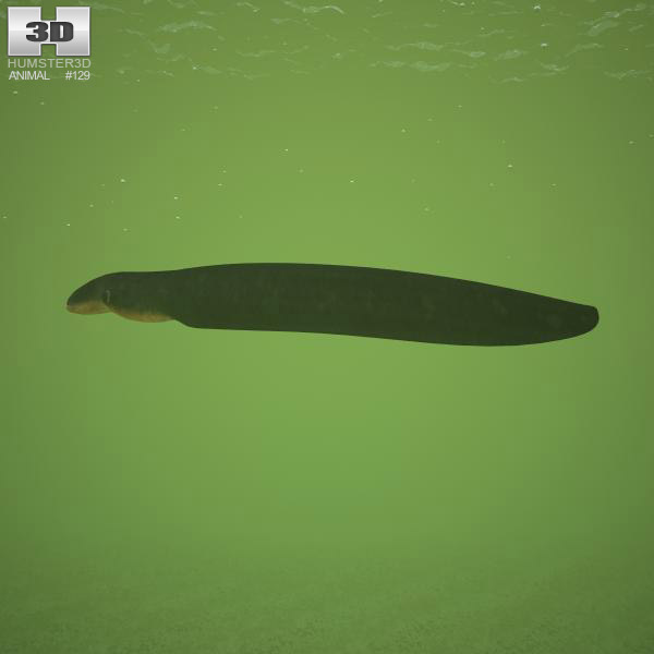 Electric Eel Low Poly 3D model - Download Fish on 3DModels.org