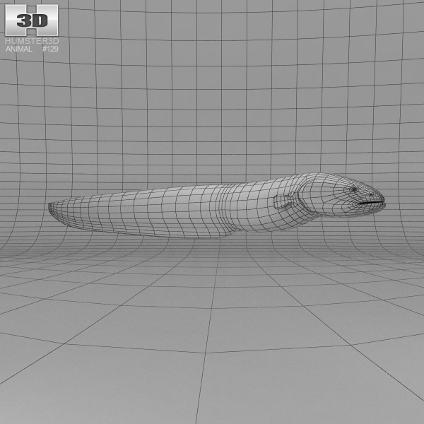 Electric Eel Low Poly 3D model - Download Fish on 3DModels.org