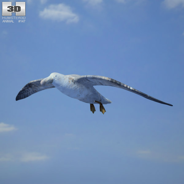 Southern Giant Petrel Low Poly 3D model - Download Birds on 3DModels.org