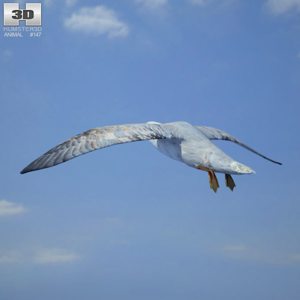 Southern Giant Petrel Low Poly 3D model - Download Birds on 3DModels.org