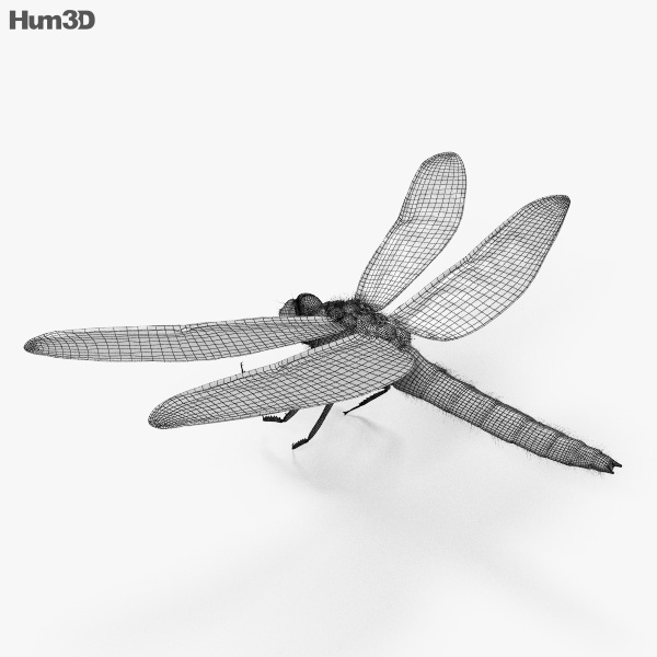 Animated Dragonfly 3D model - Download Insects on 3DModels.org