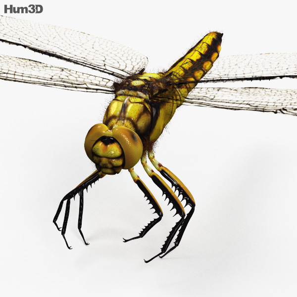 Animated Dragonfly 3D model - Download Insects on 3DModels.org