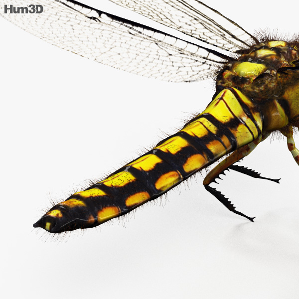 Animated Dragonfly 3D model - Download Insects on 3DModels.org