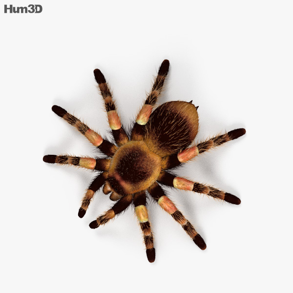 Tarantula 3D model - Download Arthropod on 3DModels.org