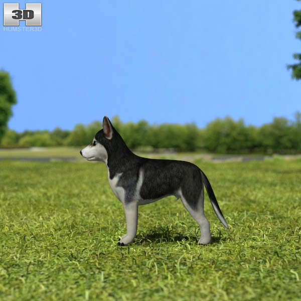 Siberian Husky Puppy Low Poly 3D 모델 - 다운로드 포유류 on 3DModels.org