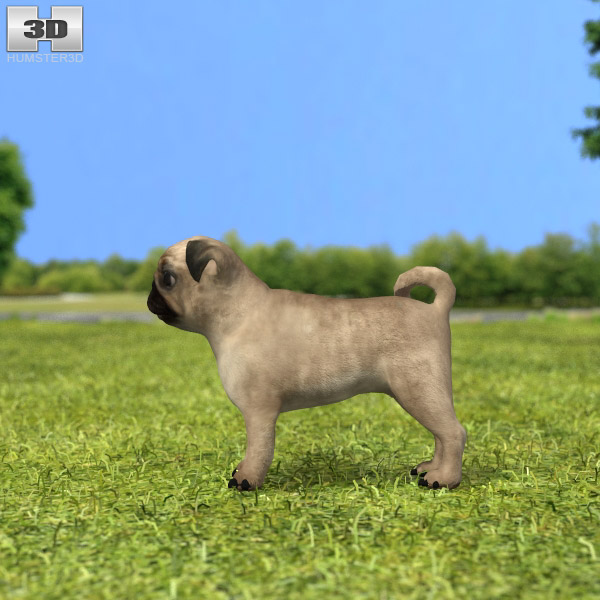 Pug Puppy Low Poly 3D model - Download Mammals on 3DModels.org