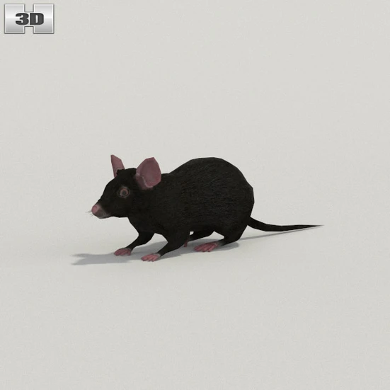 Mouse 3D Models Download - 3DModels.org