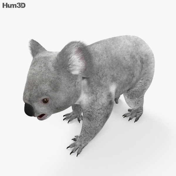 Koala 3D model - Download Mammals on 3DModels.org