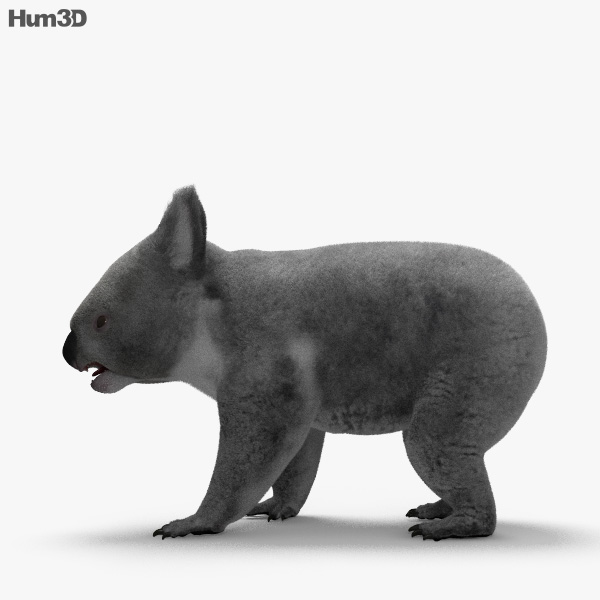 Koala 3D model - Download Mammals on 3DModels.org
