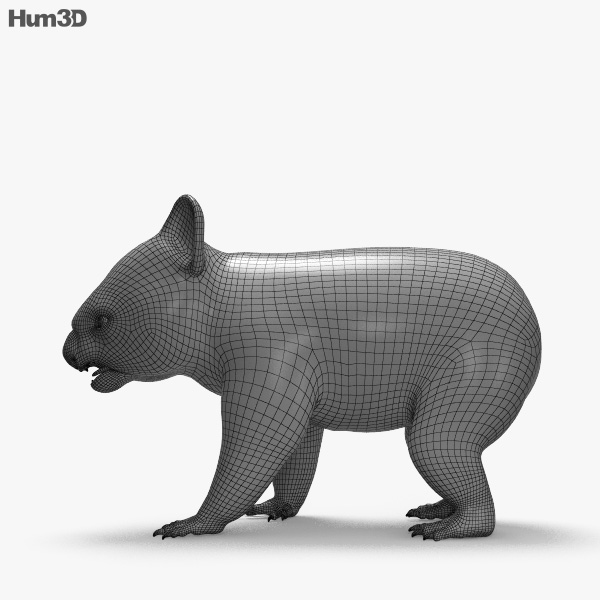 Koala 3D model - Download Mammals on 3DModels.org