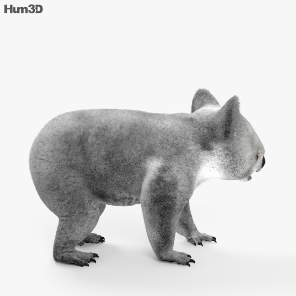 Koala 3D model - Download Mammals on 3DModels.org
