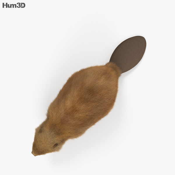 Beaver 3D model - Download Mammals on 3DModels.org