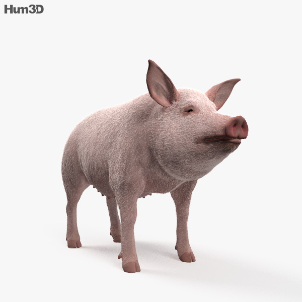 Animated Pig 3D model - Download Mammals on 3DModels.org