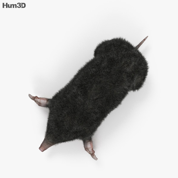 Eastern Mole 3D model - Download Mammals on 3DModels.org