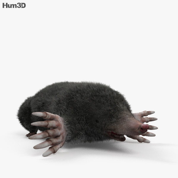 Eastern Mole 3D model - Download Mammals on 3DModels.org