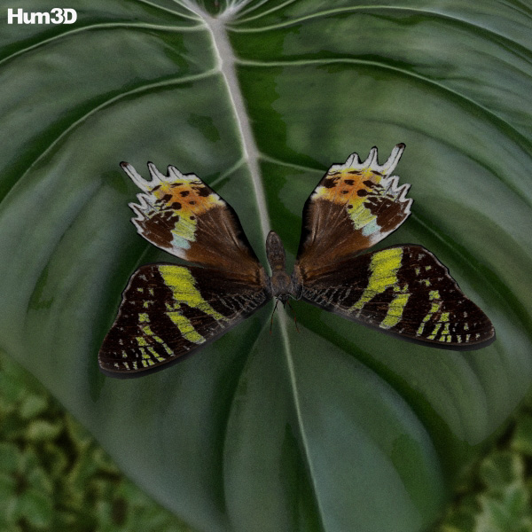 Madagascan Sunset Moth Low Poly 3D 모델 - 다운로드 곤충 on 3DModels.org