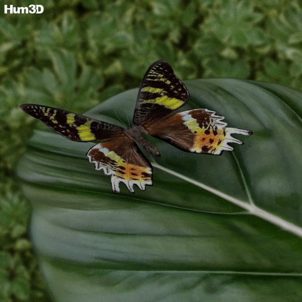 Madagascan Sunset Moth Low Poly 3D model - Download Insects on 3DModels.org