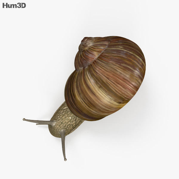 Snail 3D model - Download Gastropoda on 3DModels.org