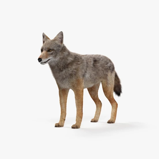 Jackal 3D Models Download - 3DModels.org
