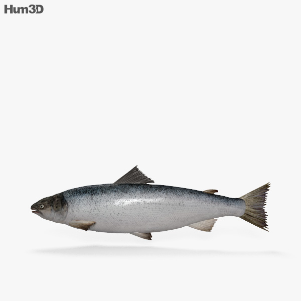 Atlantic Salmon 3D model - Download Fish on 3DModels.org