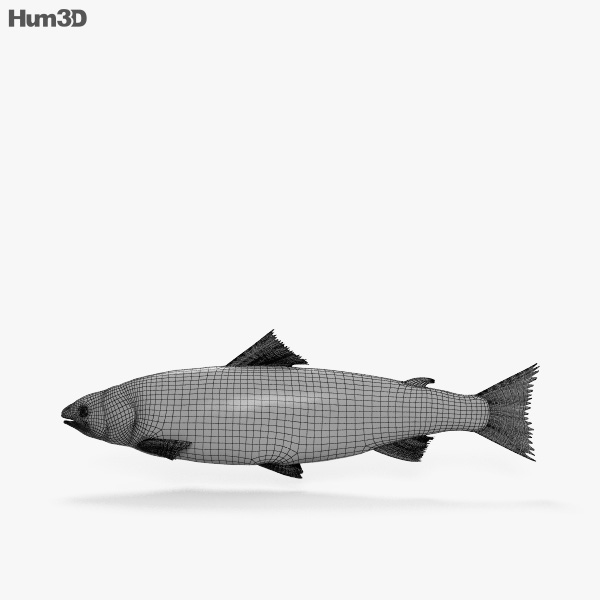 Atlantic Salmon 3D model - Download Fish on 3DModels.org