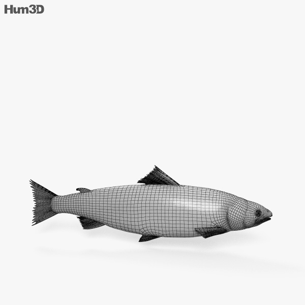 Atlantic Salmon 3D model - Download Fish on 3DModels.org
