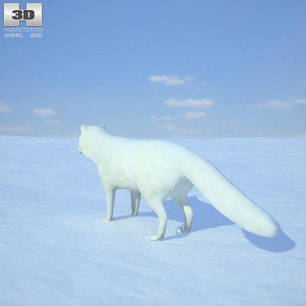 Arctic fox Low Poly 3D 모델 - 다운로드 포유류 on 3DModels.org