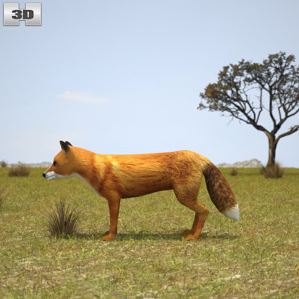 Fox Low Poly 3D model - Download Mammals on 3DModels.org
