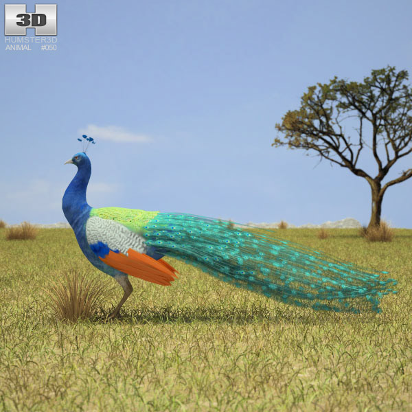 Peacock Low Poly 3D model - Download Birds on 3DModels.org