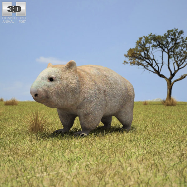 Wombat Low Poly 3D model - Download Mammals on 3DModels.org