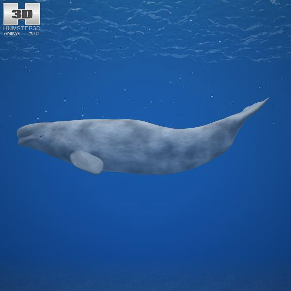 Beluga whale Low Poly 3D model - Download Marine Mammal on 3DModels.org