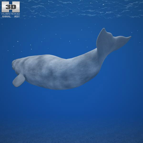 Beluga whale Low Poly 3D model - Download Marine Mammal on 3DModels.org
