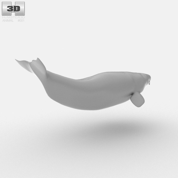 Beluga whale Low Poly 3D model - Download Marine Mammal on 3DModels.org