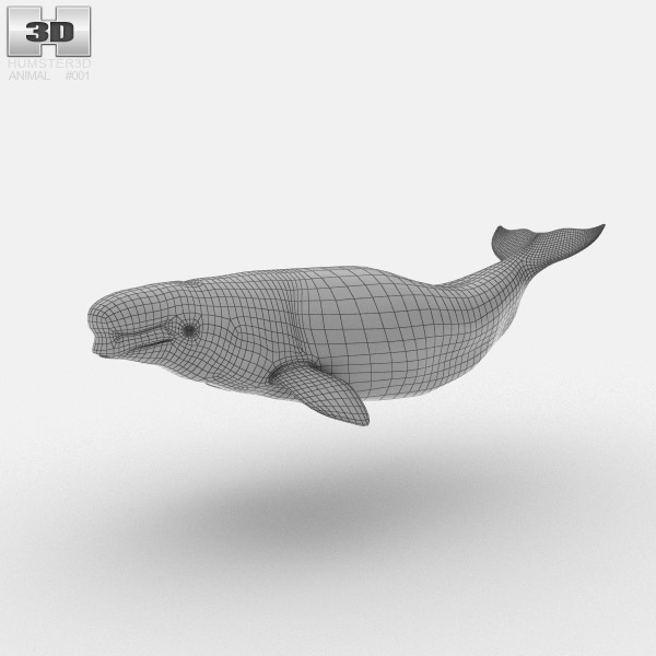 Beluga whale Low Poly 3D model - Download Marine Mammal on 3DModels.org