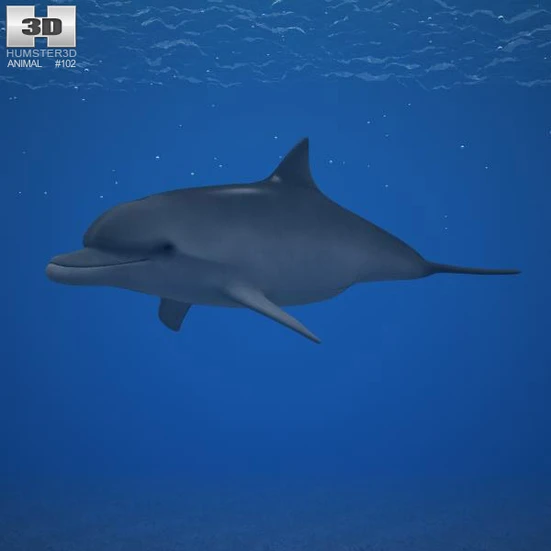 Dolphin 3D Models Download - 3DModels.org