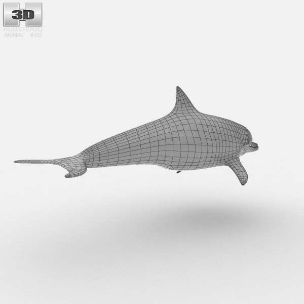 Common Bottlenose Dolphin Low Poly 3D model - Download Marine Mammal on ...