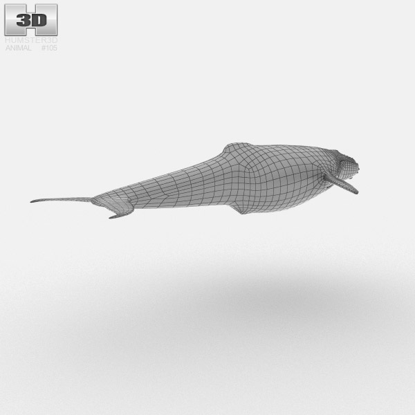 Humpback whale Low Poly 3D model - Download Marine Mammal on 3DModels.org