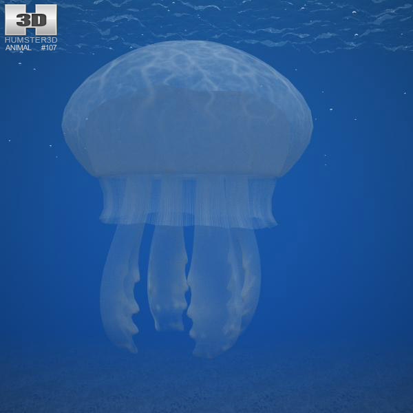 Medusa Low Poly Modelo 3D - Descargar Invertebrado on 3DModels.org