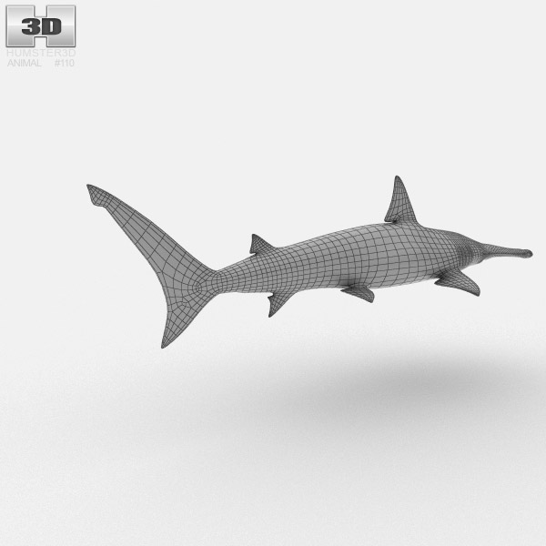 Smooth Hammerhead Shark Low Poly 3D model - Download Fish on 3DModels.org