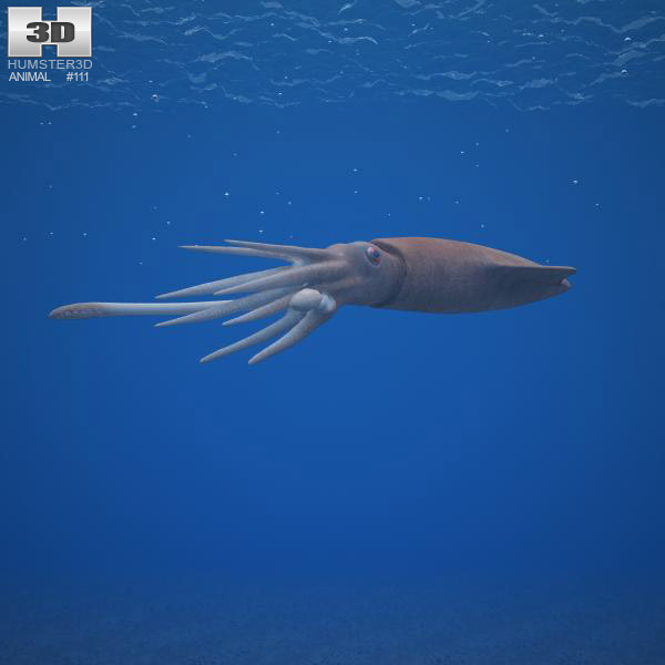 Squid Low Poly 3D model - Download Invertebrates on 3DModels.org