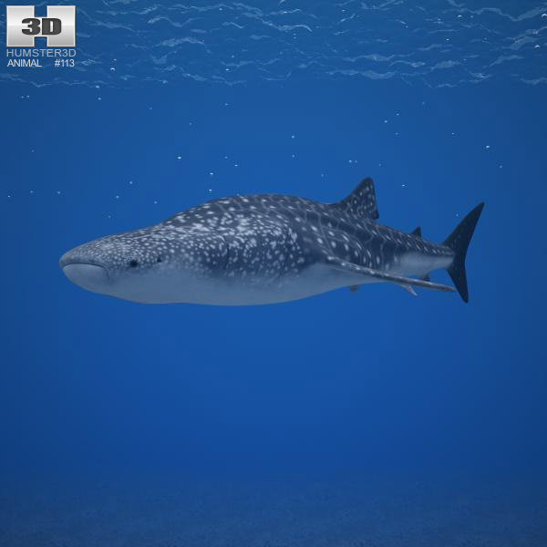Pating Balyena Low Poly 3D model - Download Fish on 3DModels.org