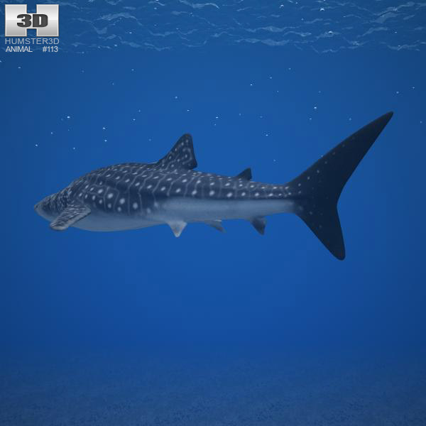 Pating Balyena Low Poly 3D model - Download Fish on 3DModels.org