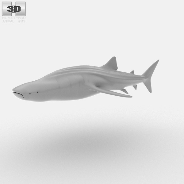 Pating Balyena Low Poly 3D model - Download Fish on 3DModels.org