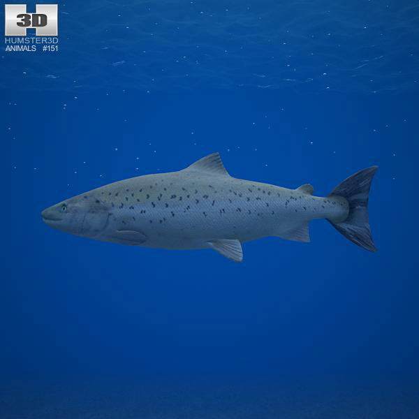 Atlantic salmon Low Poly 3D model - Download Fish on 3DModels.org