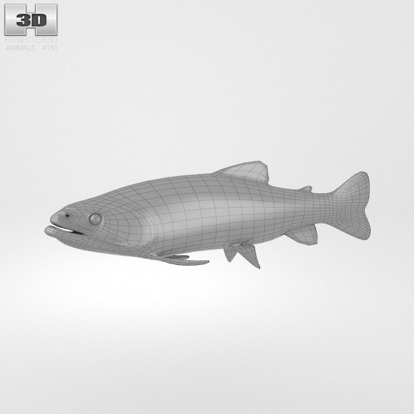 Atlantic salmon Low Poly 3D model - Download Fish on 3DModels.org