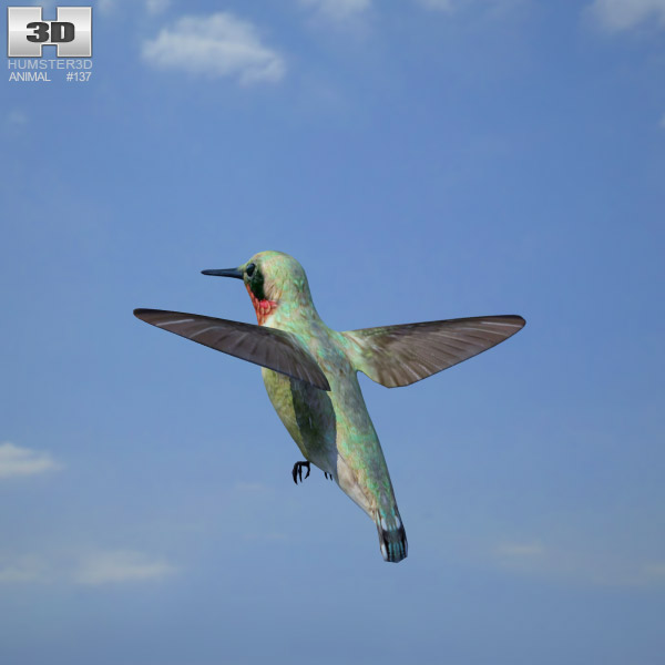 Colibrí Abeja Low Poly Modelo 3D - Descargar Aves on 3DModels.org