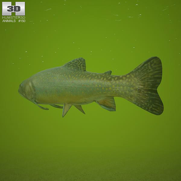 Brook Trout Low Poly 3D model - Download Fish on 3DModels.org